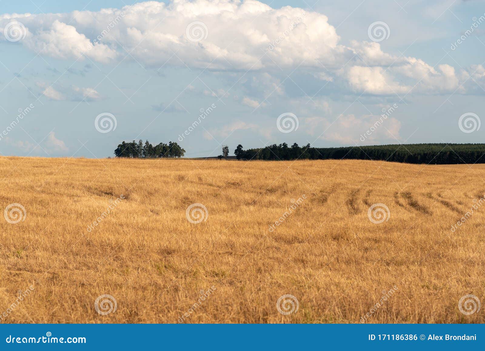 The Rye Grass Field Ready To Be Harvested1 Stock Photo - Image of heap ...