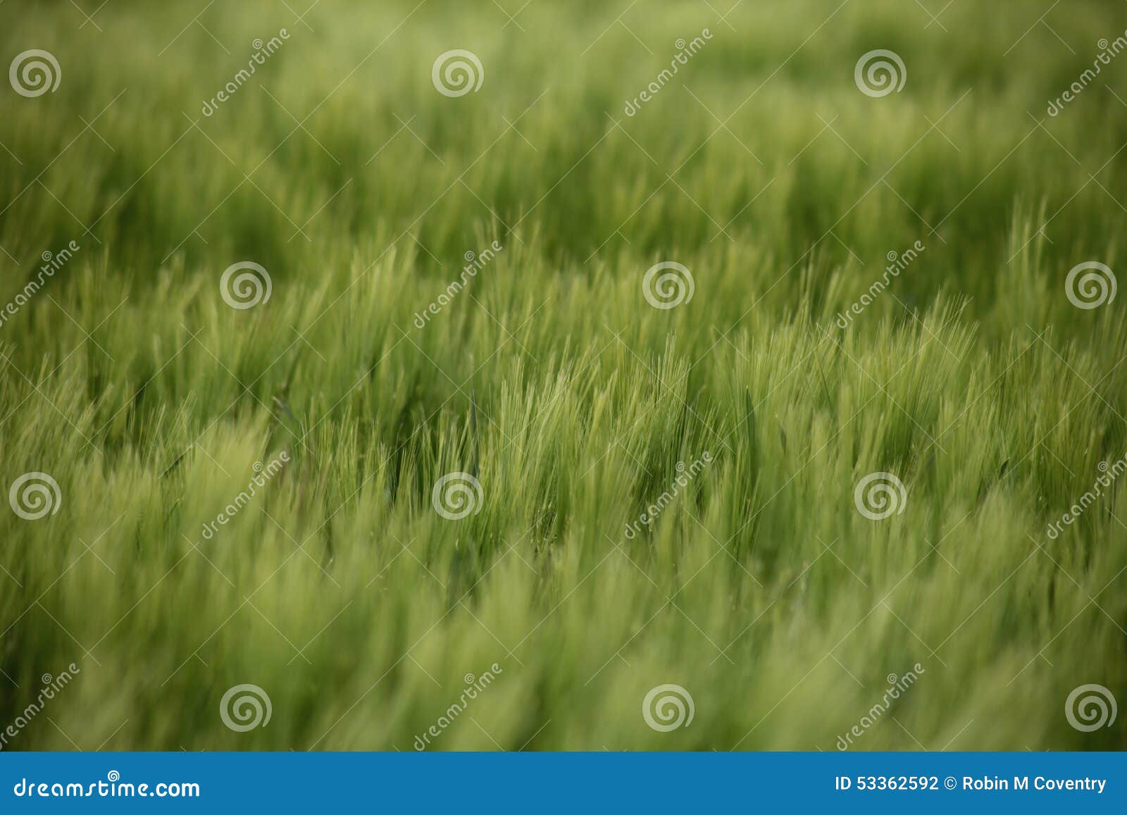 Rye grass in a field stock photo. Image of green, field - 53362592