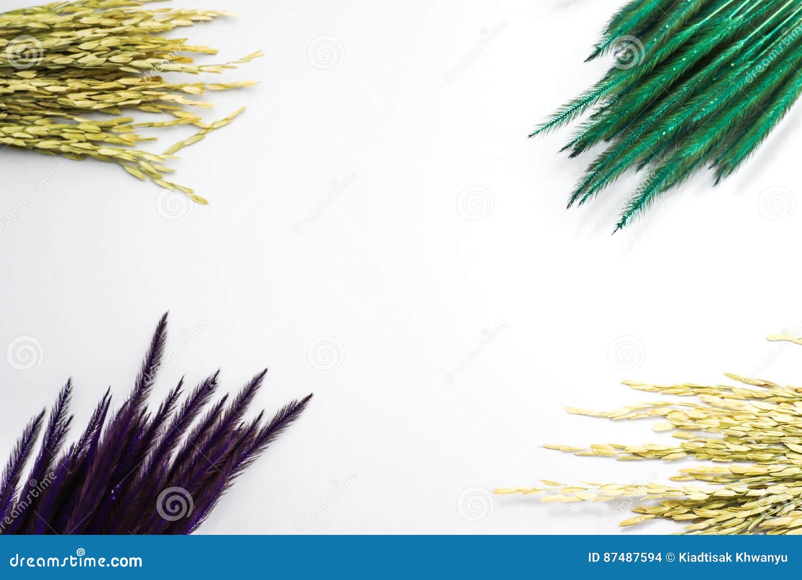 Rye Grass Rice Plant White Background Stock Photo - Image of grained ...