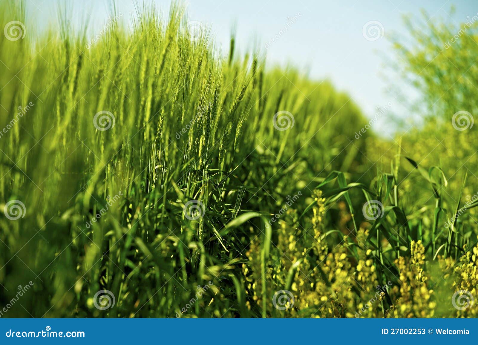 Rye and Grasses stock image. Image of scene, nutritions - 27002253