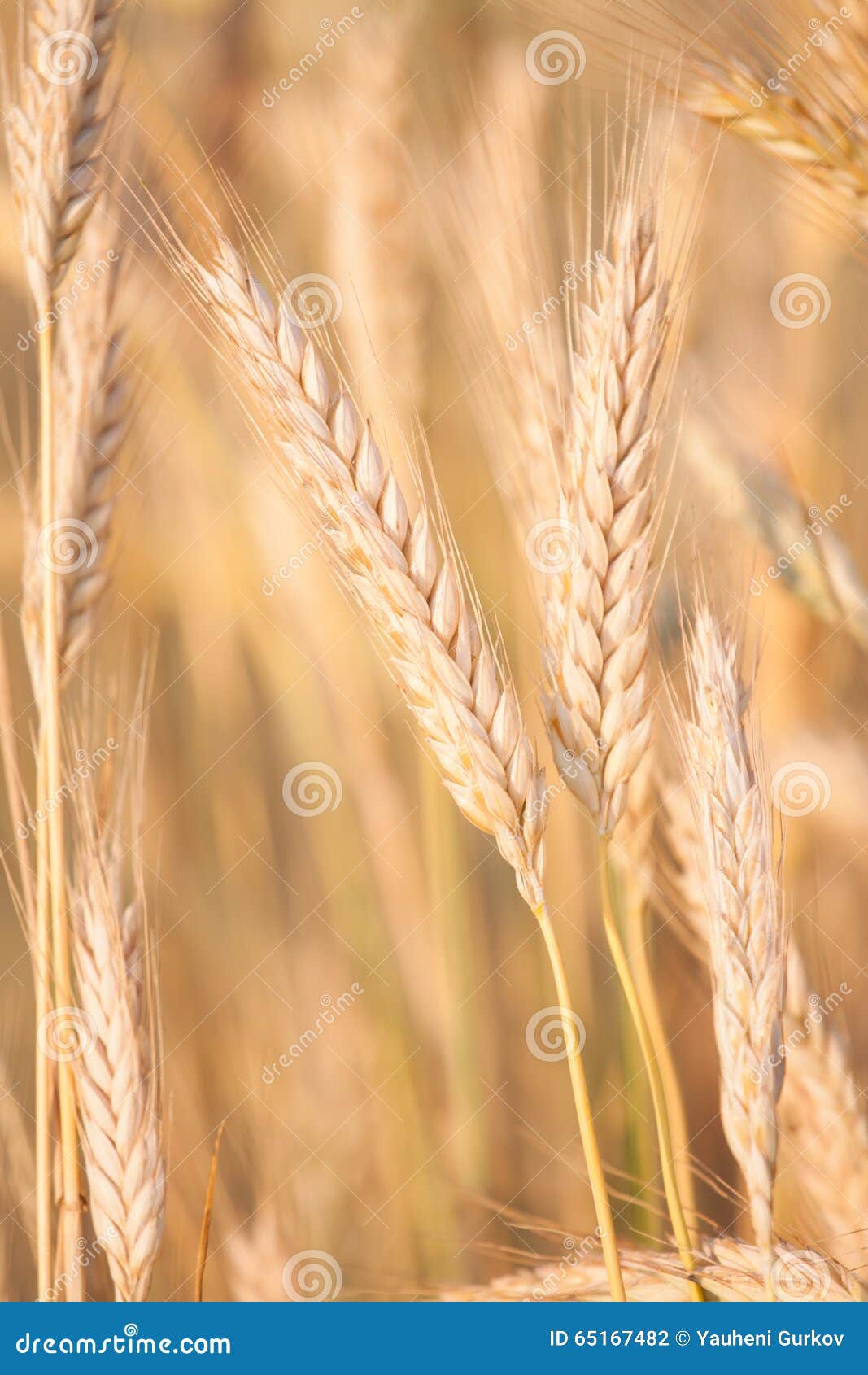 Rye growing on field stock photo. Image of agriculture - 65167482