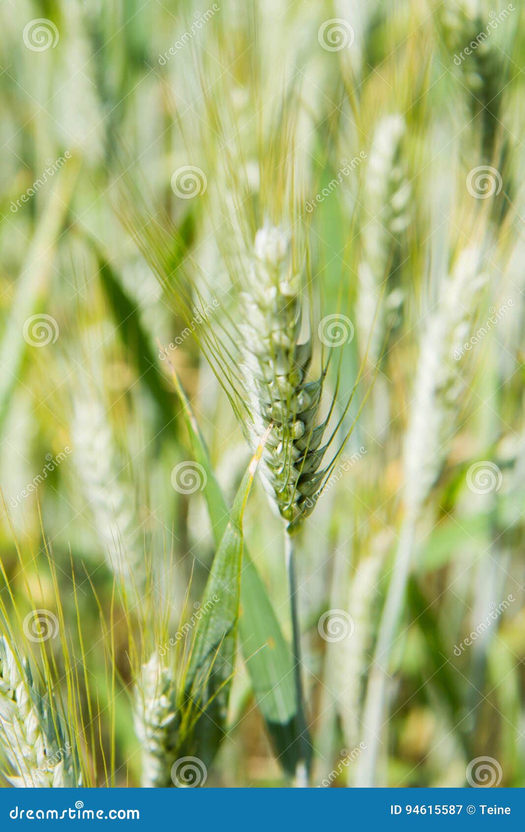 Rye stock image. Image of grain, agriculture, garden - 94615587