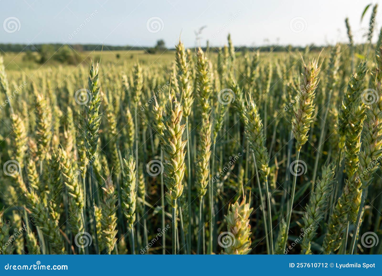 The Rye Growing in the Field. Rye Ear Close Up. Secale Cereale. Rye ... The Rye Growing in the Field. Rye Ear Close Up. Secale Cereale. Rye ...