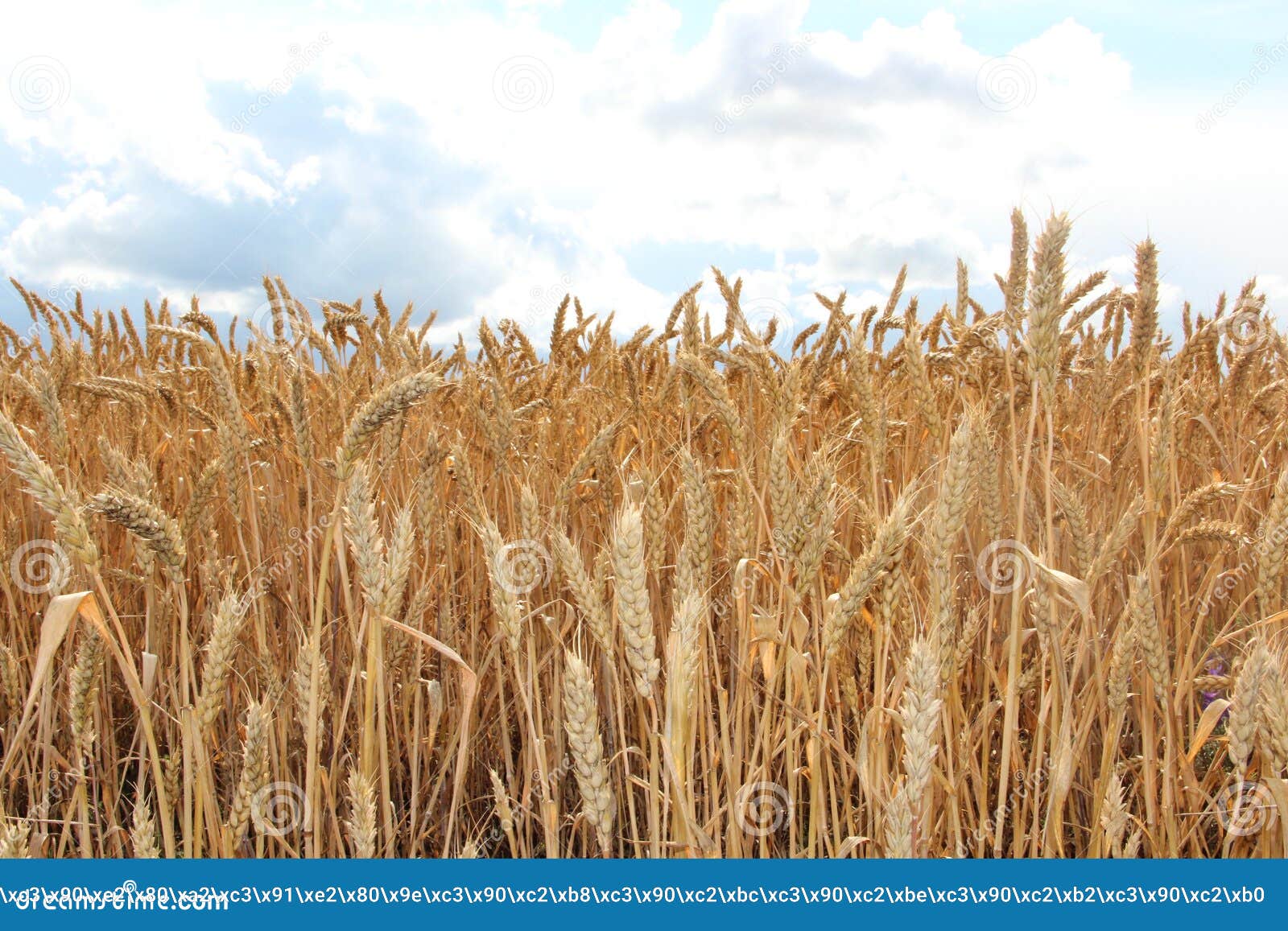 Rye stock photo. Image of nature, agronomy, blue, landscape - 56577070