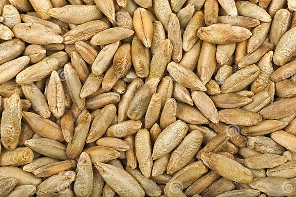 Rye kernels stock image. Image of brown, food, grain - 13323817
