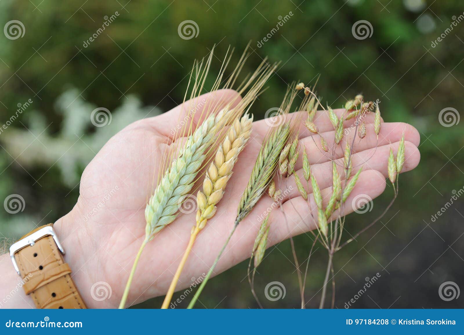 Rye, Oats, Wheat and Triticale in the Palm of the Hand on the Green ...