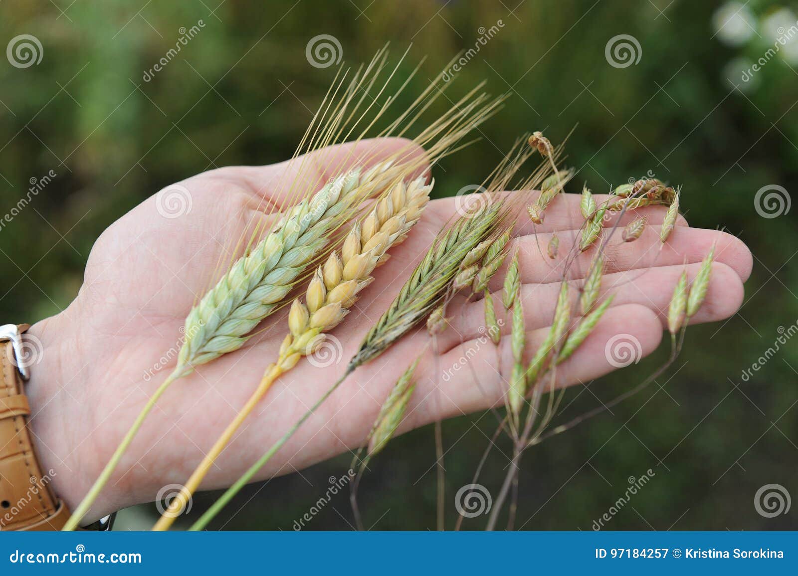 Rye, Oats, Wheat and Triticale in the Palm of the Hand on the Green ...