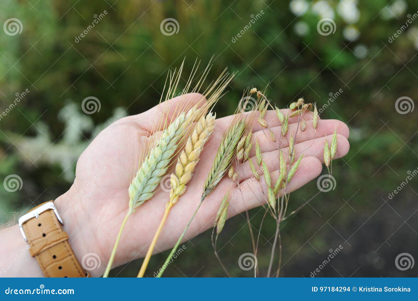 Rye, Oats, Wheat and Triticale in the Palm of the Hand on the Green ...