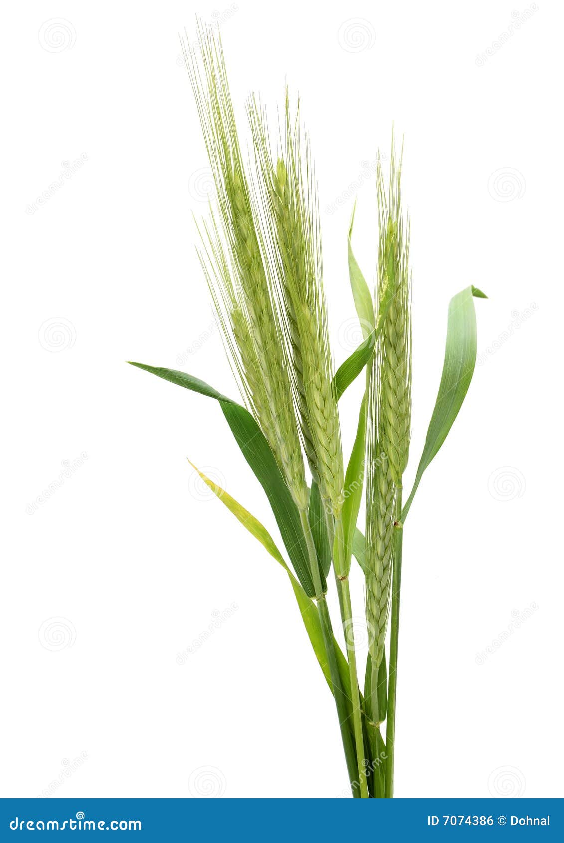 Rye (Secale cereale) stock photo. Image of nutrition, fresh - 7074386