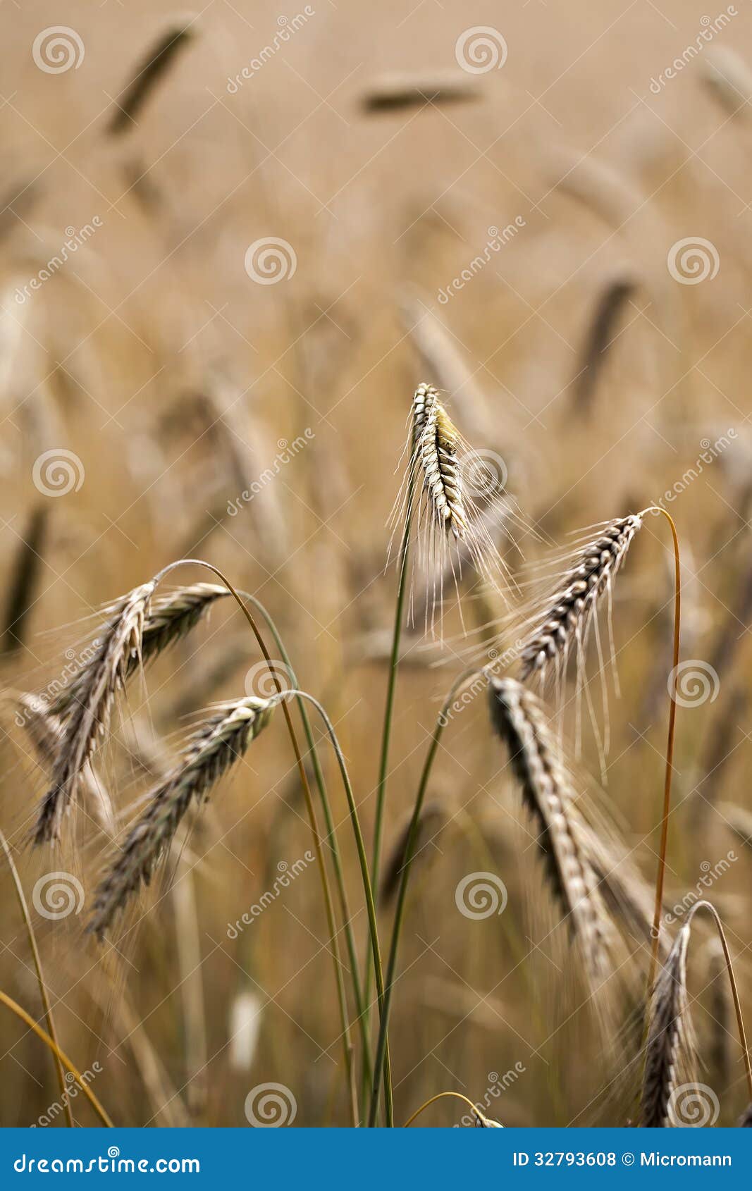 Rye - Secale cereale stock photo. Image of corn, bioethanol - 32793608