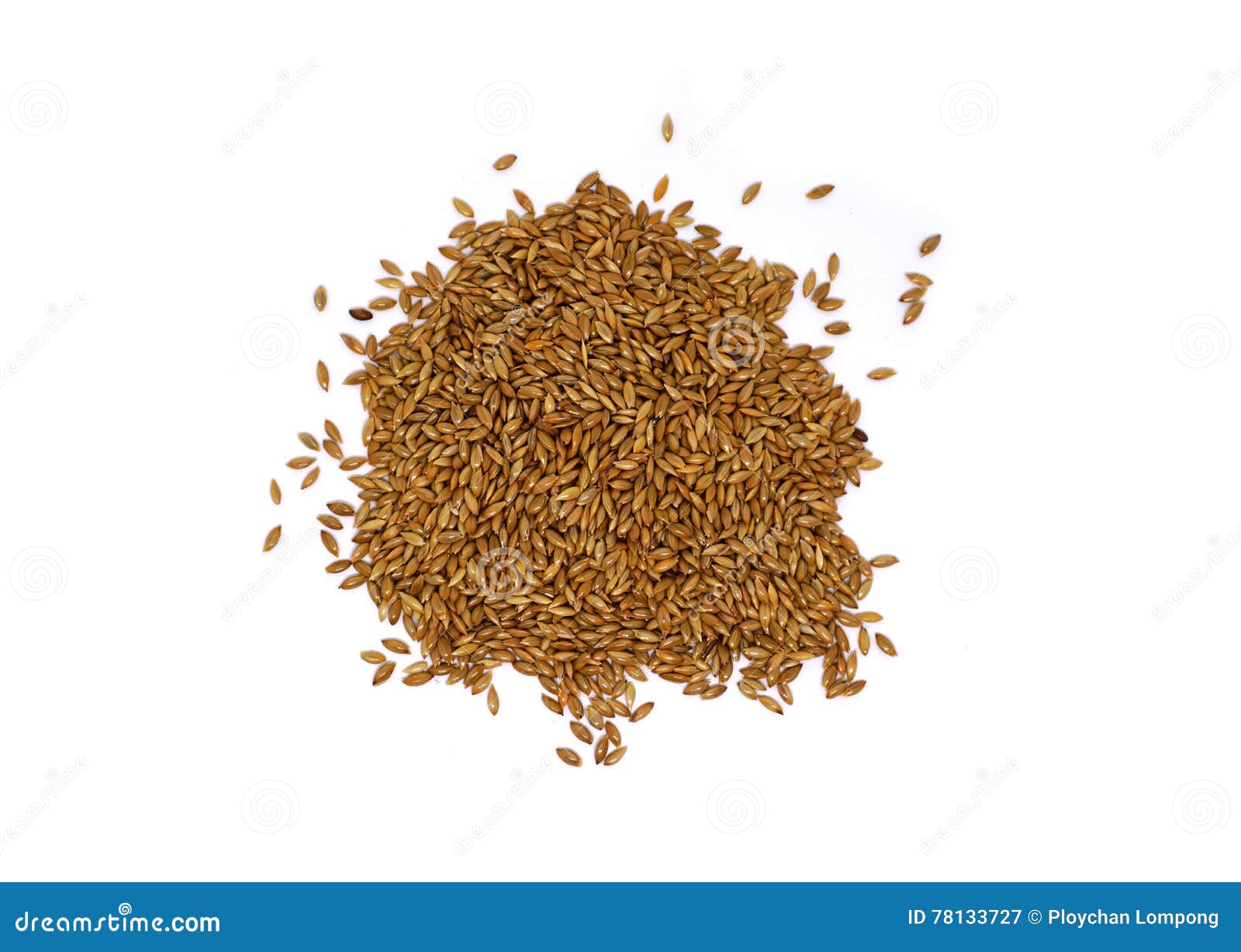 Rye Secale Cereale grain stock image. Image of arable - 78133727