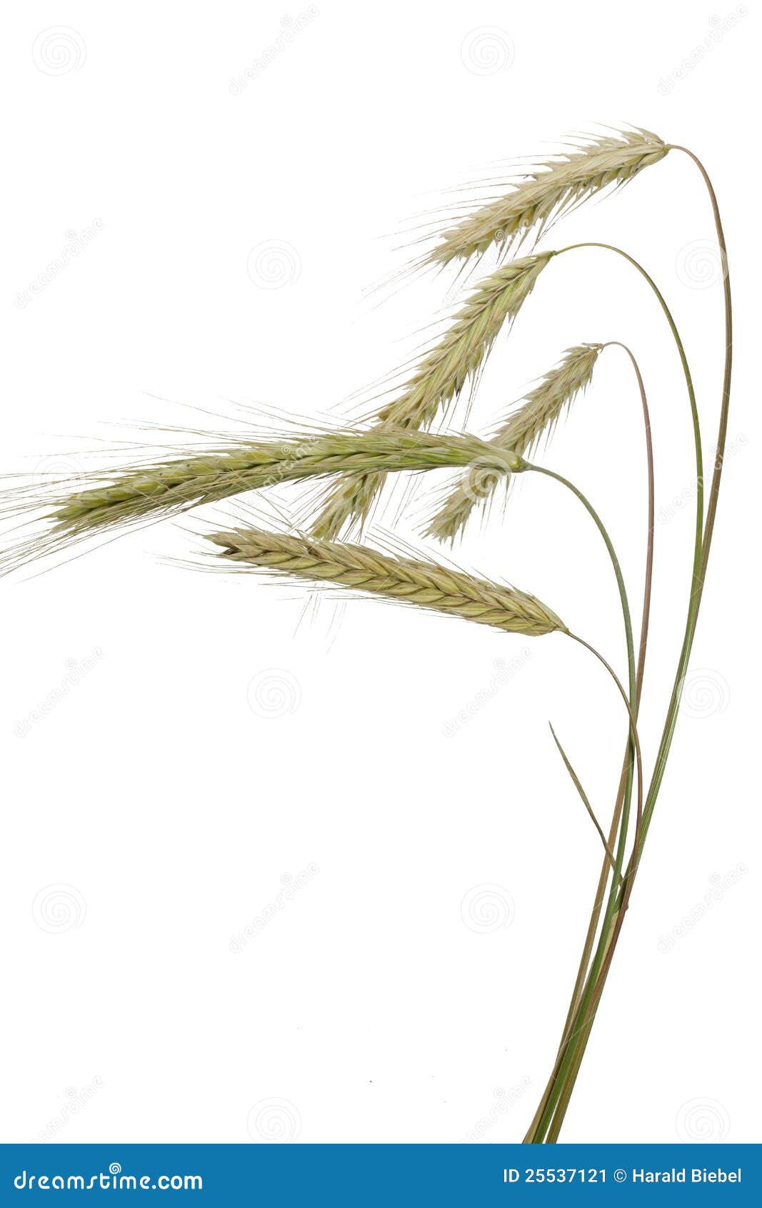 Rye (Secale Cereale) on White Stock Image - Image of backgrounds, bread ...