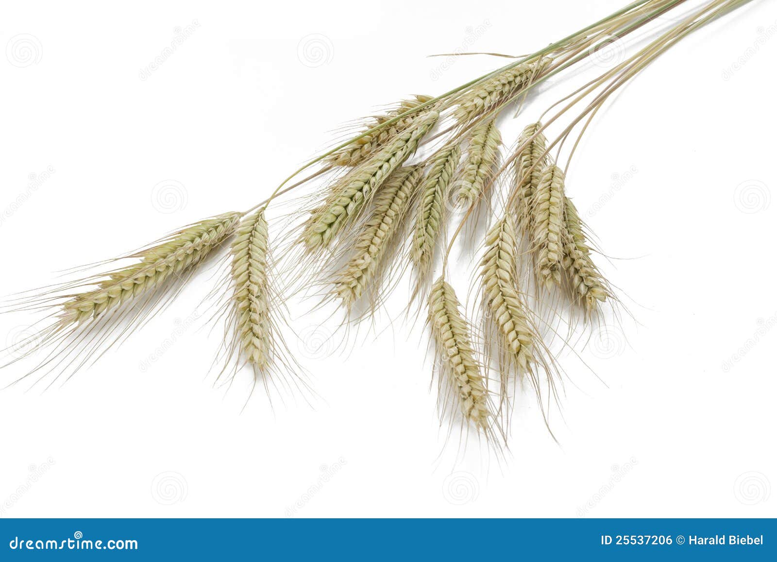 Rye (Secale Cereale) on White Stock Photo - Image of field, barley ...