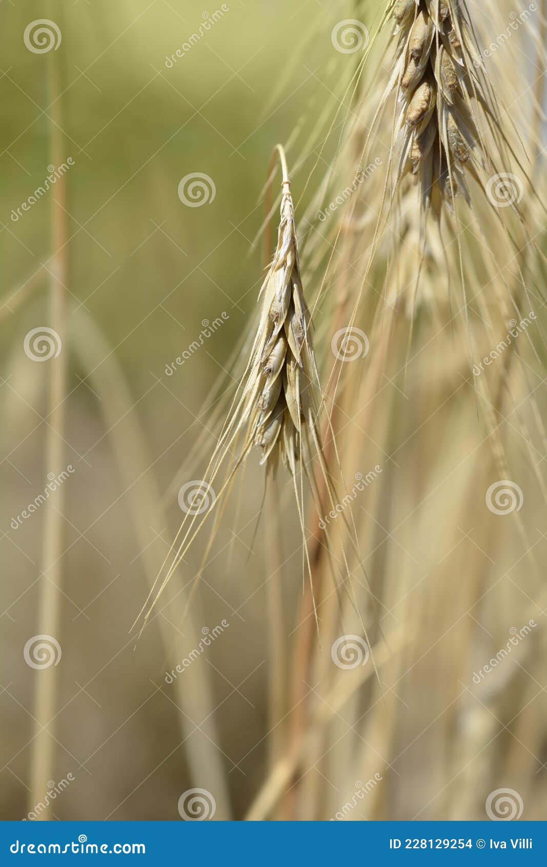 Rye stock photo. Image of brown, outdoors, plant, nature - 228129254