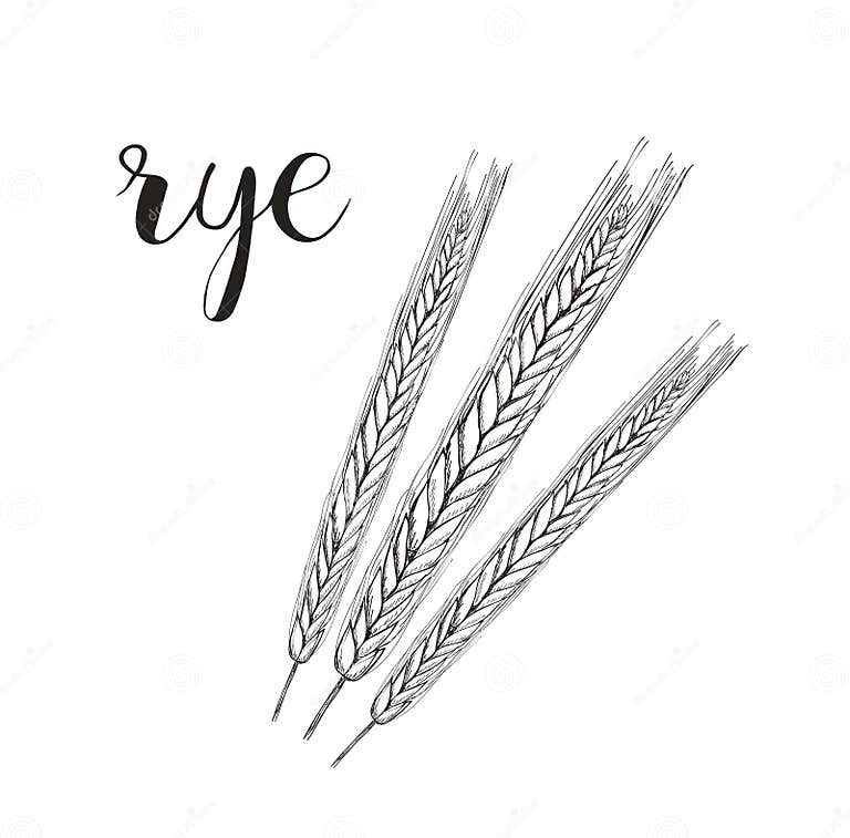 Rye Sketch Vector Illustration. Rye Hand Drawing Stock Vector ...