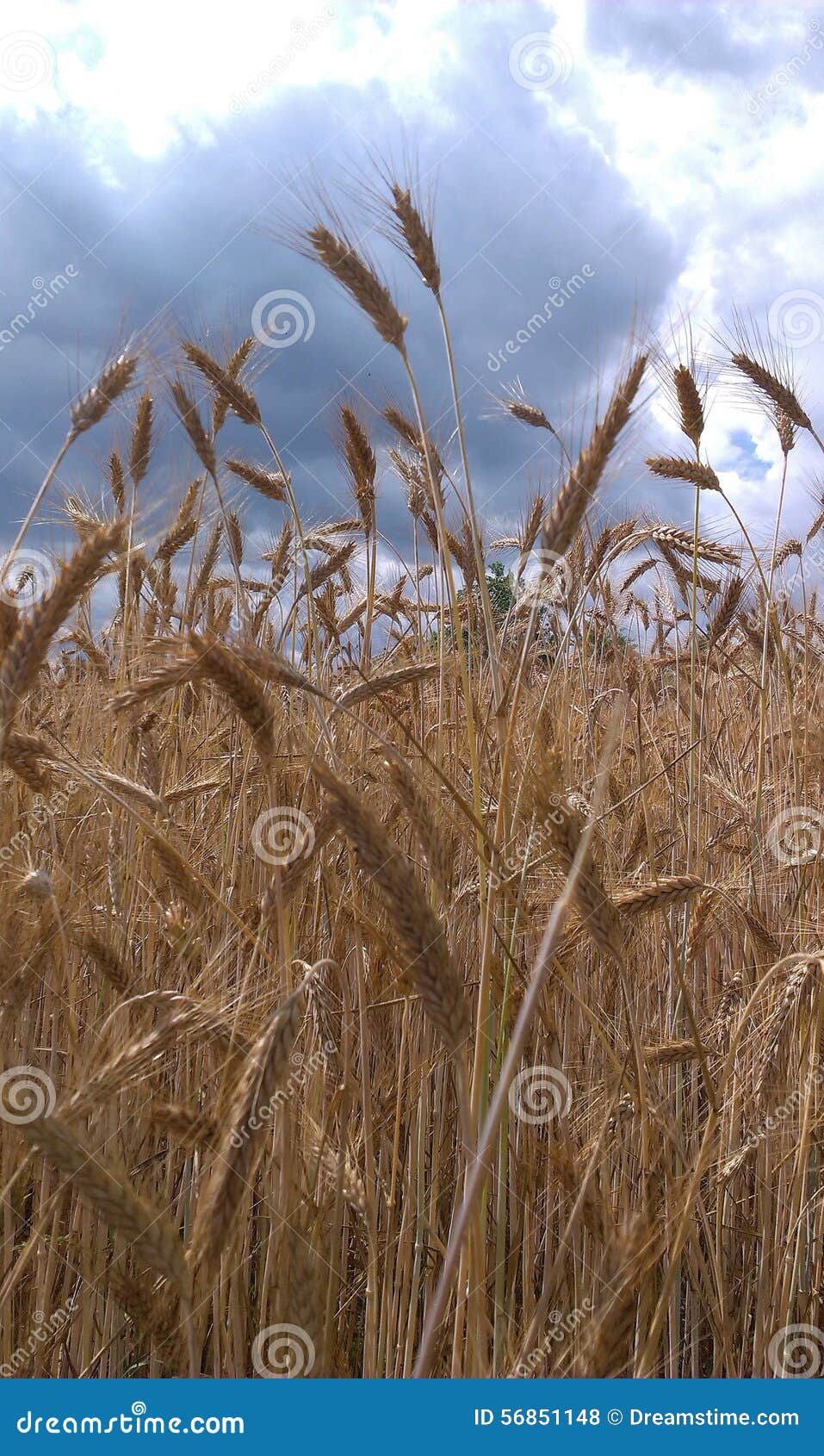 Rye spike stock photo. Image of country, countryside - 56851148