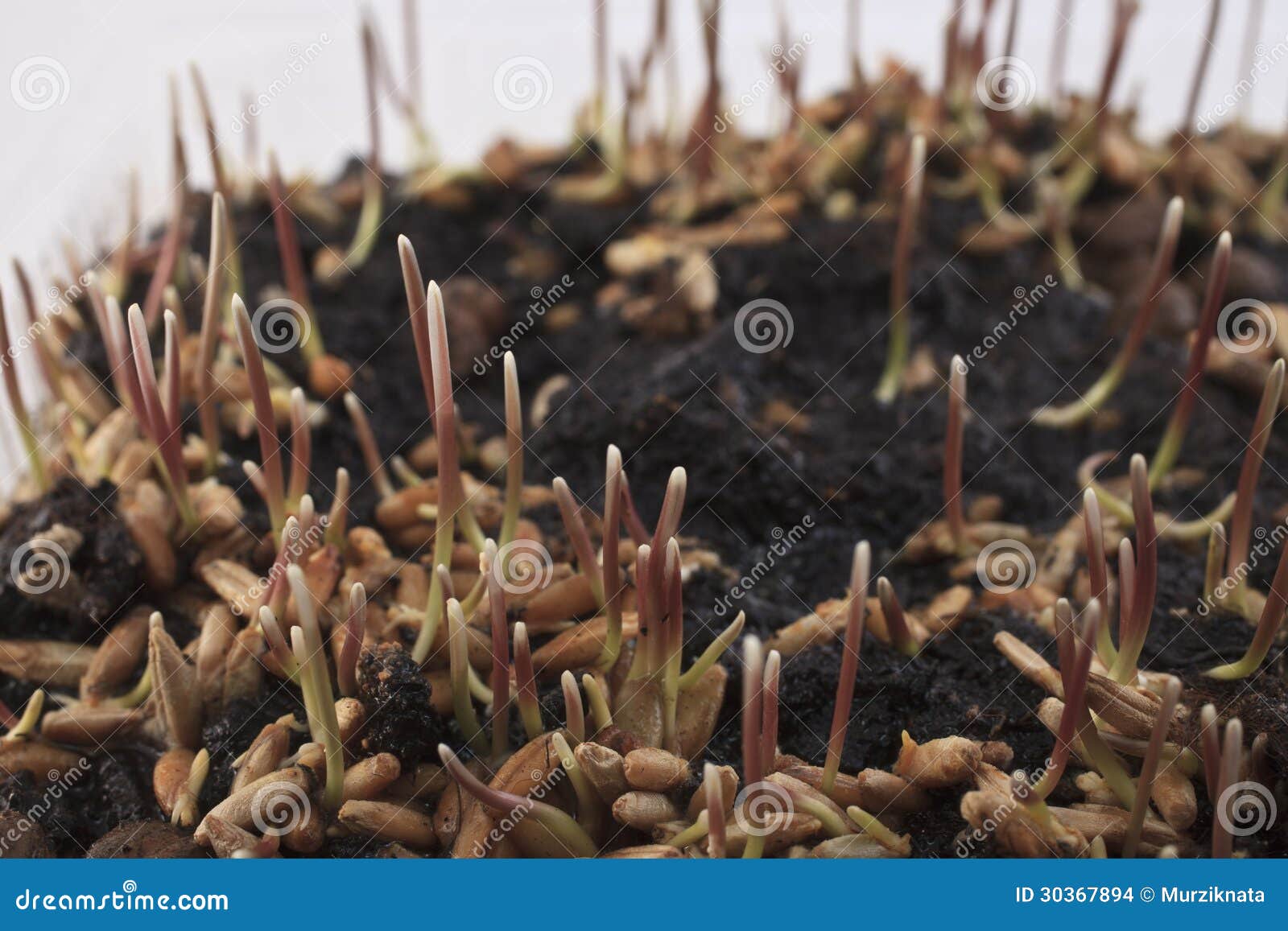 Rye sprouts stock photo. Image of grain, stalk, cereal - 30367894