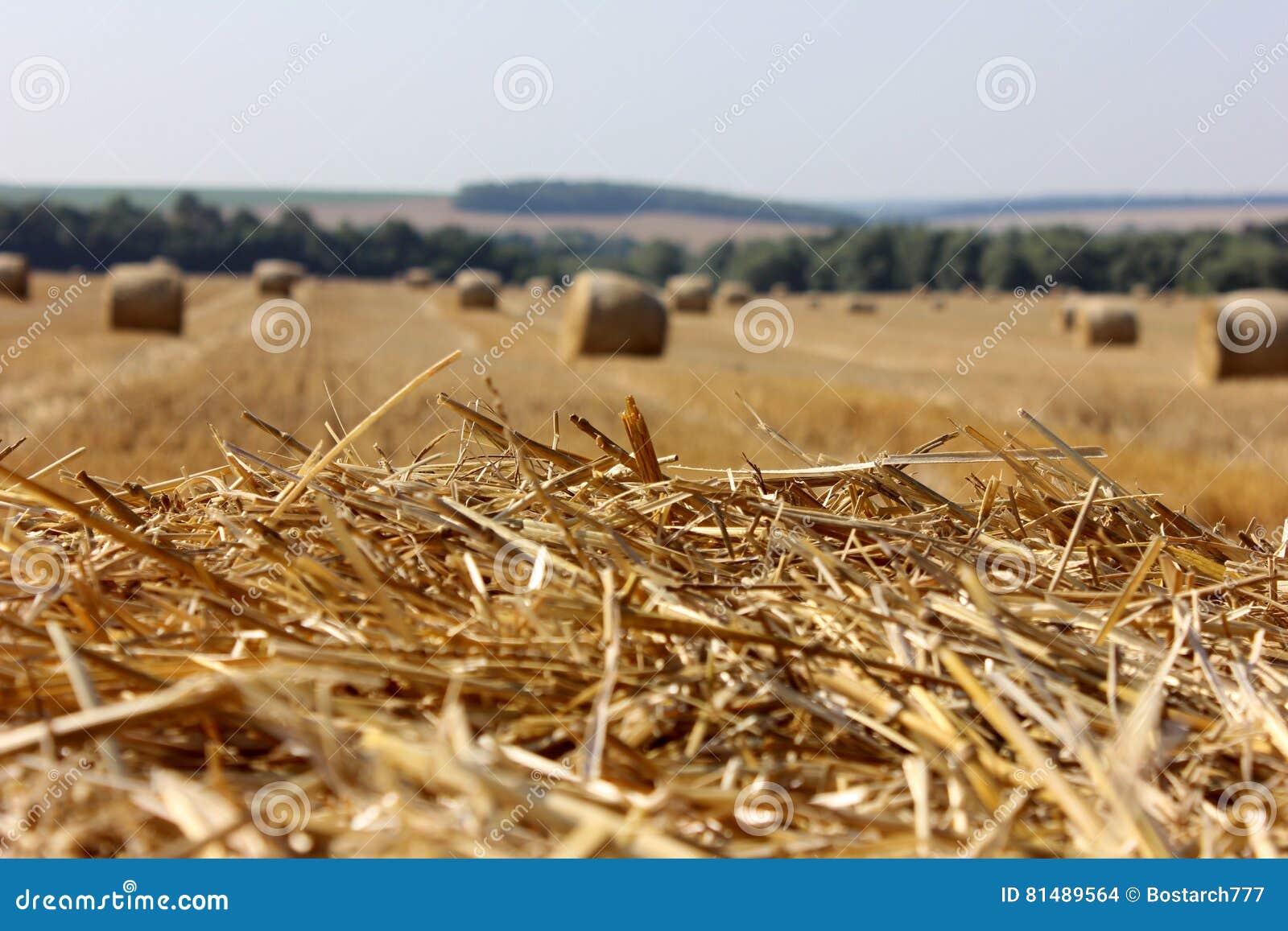 Rye Straws with the Hay Stack Background Stock Photo - Image of land ...