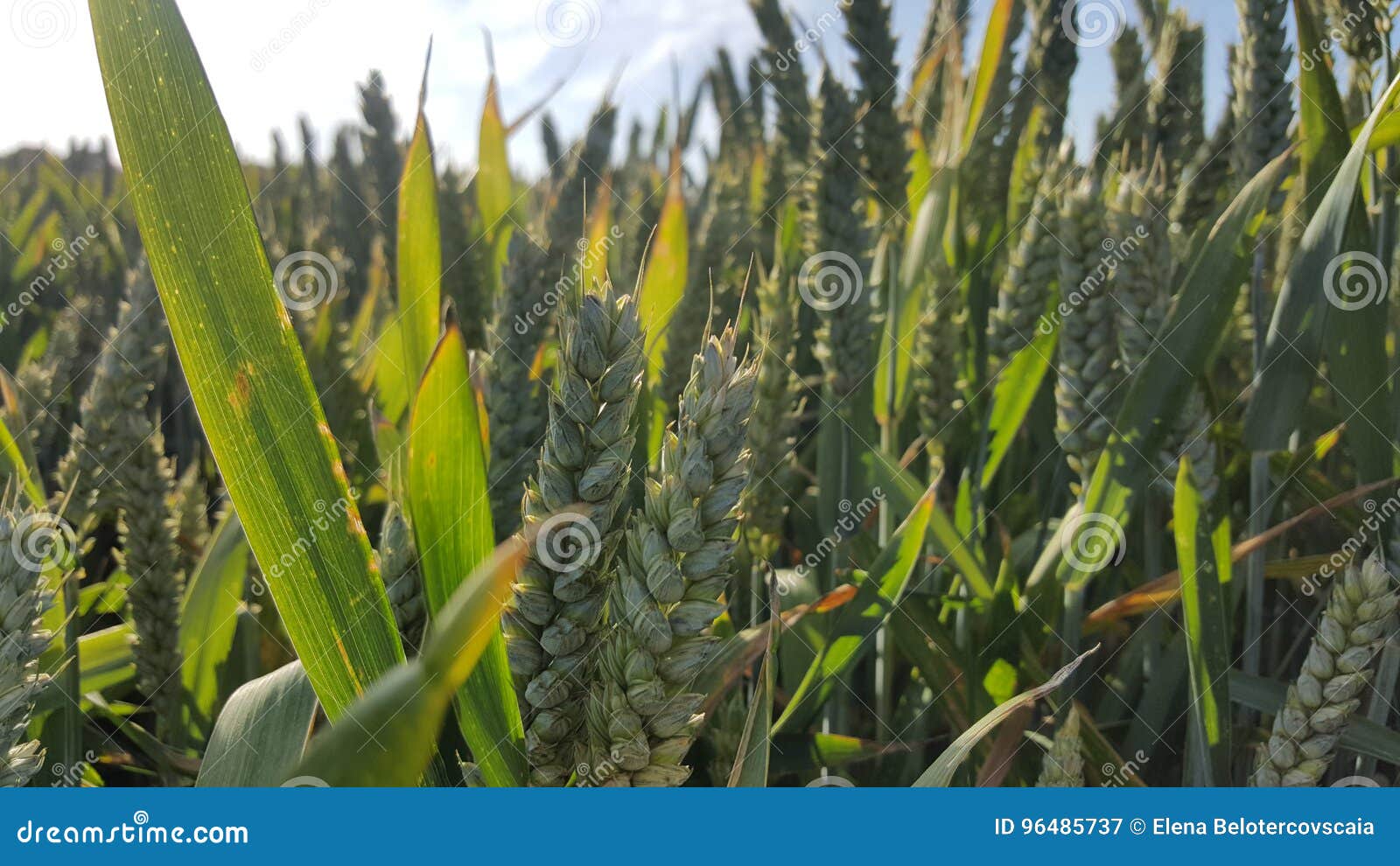 Rye, summer fild of rye stock image. Image of fild, summer - 96485737
