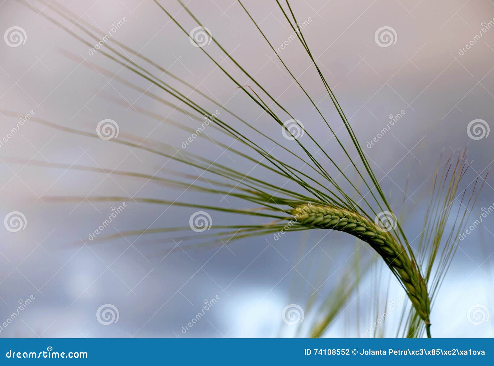 Rye in the Sun with Blue Sky. Stock Photo - Image of meadow, copy: 74108552