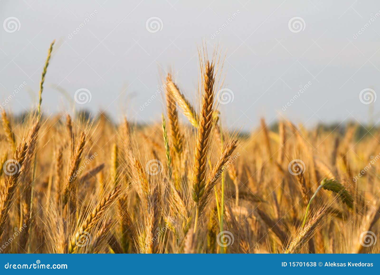 Rye at sunset stock photo. Image of food, nature, environment - 15701638