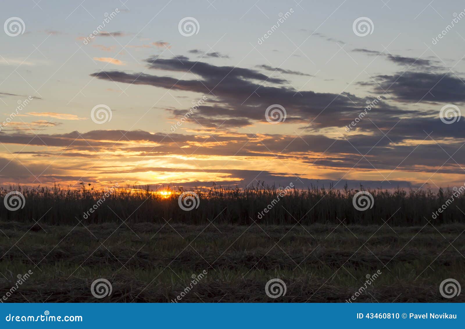 Rye in the sunset stock photo. Image of field, sunrise - 43460810