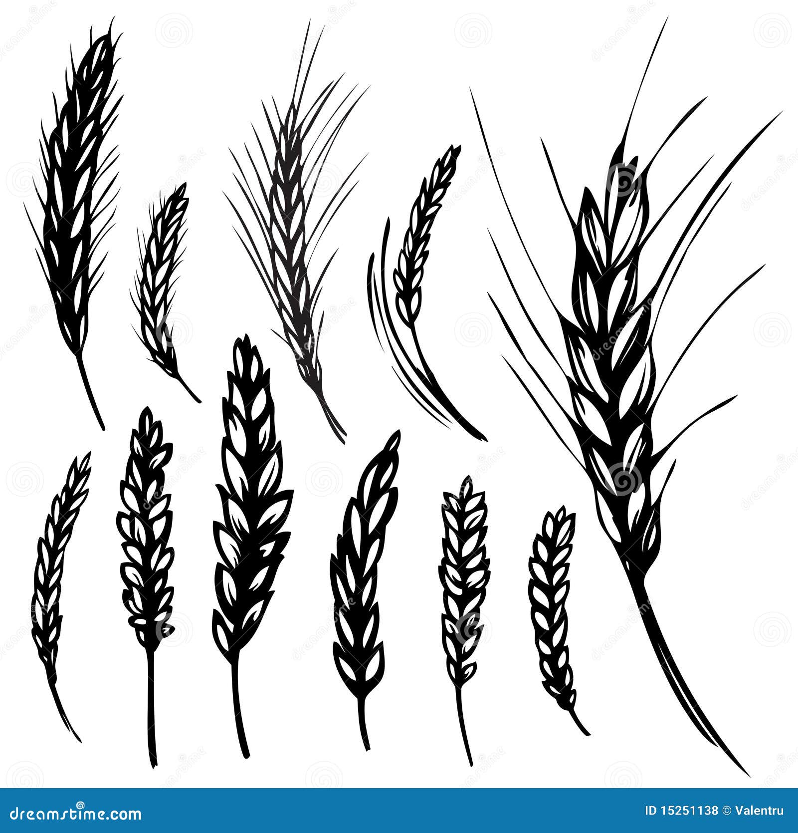 Rye, wheat stock vector. Illustration of painting, natural - 15251138
