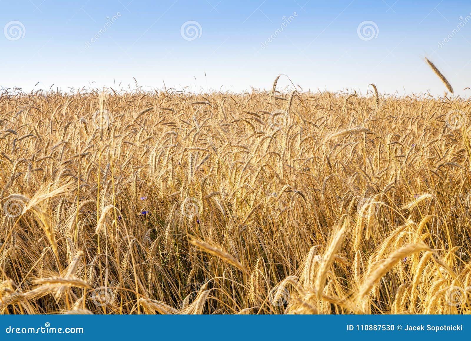 Rye and Wheat Fields Ready for Harvesting Stock Photo - Image of plant ...