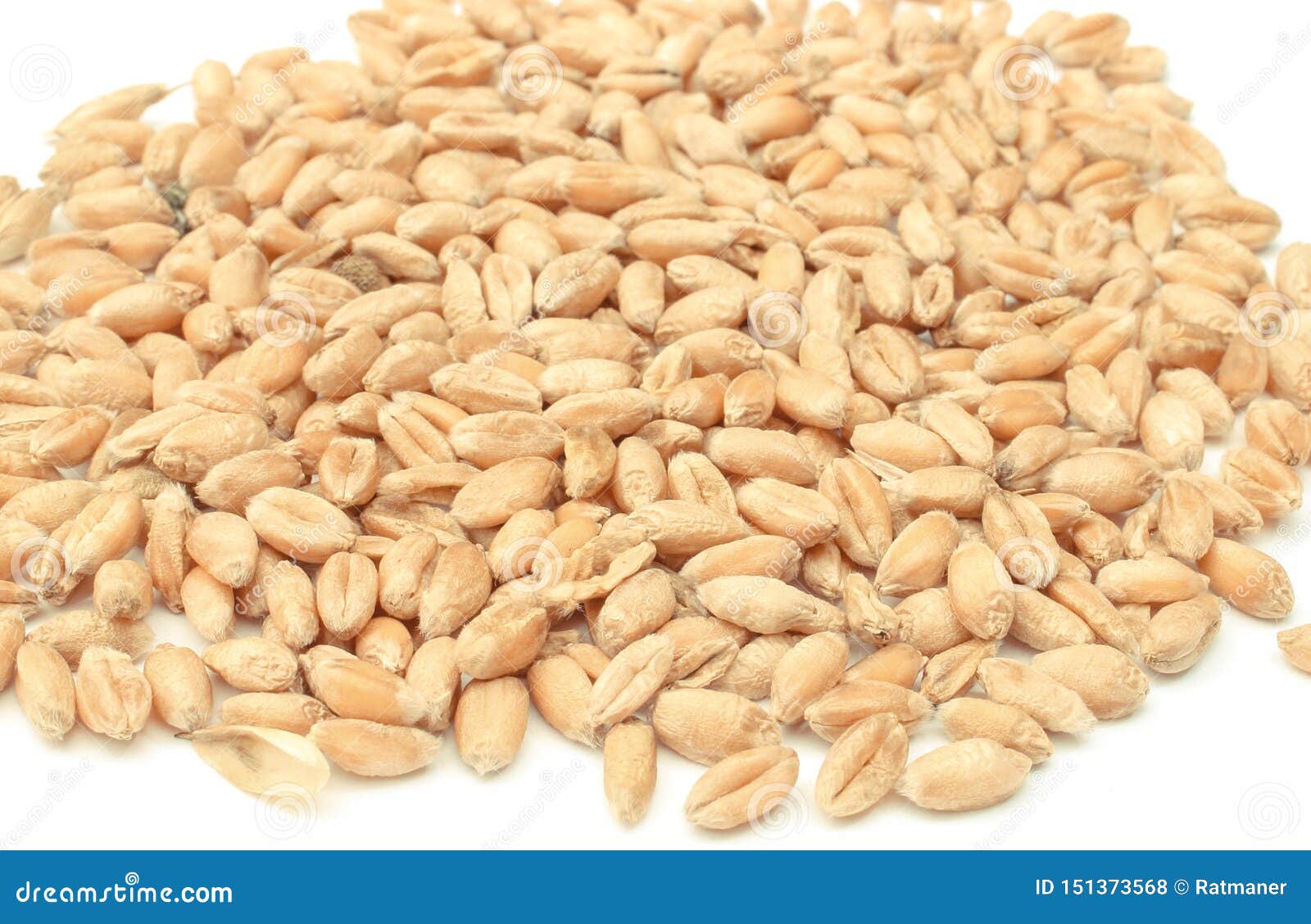Rye or Wheat Grains on White Background Stock Photo - Image of ...