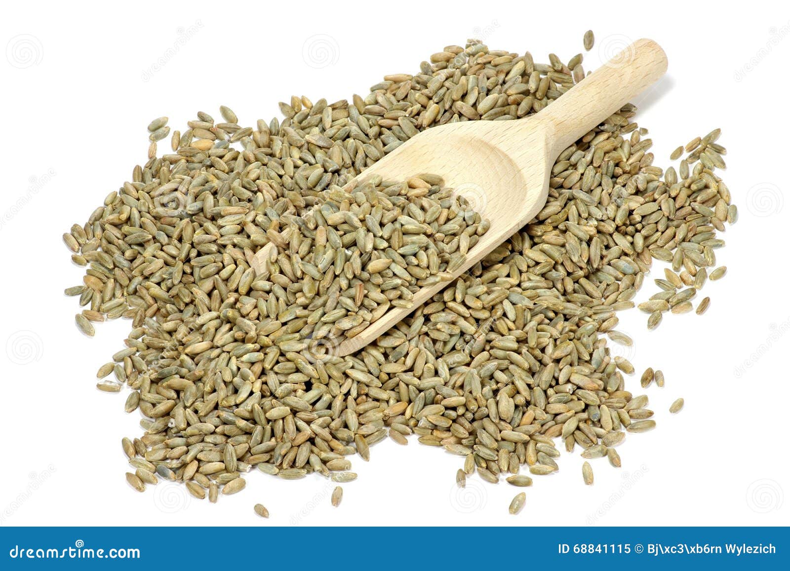 Rye stock image. Image of agriculture, crop, biological - 68841115