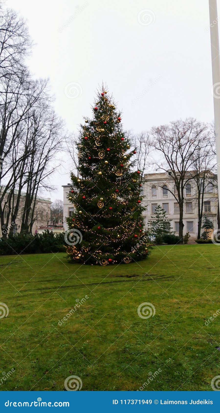 Ryga christmas tree stock image. Image of ryga, view - 117371949