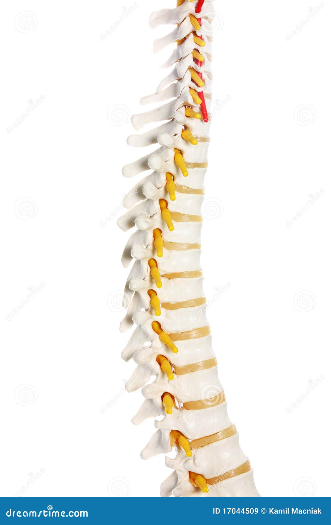 Rygg fotografering för bildbyråer. Bild av kvalitets - 17044509
