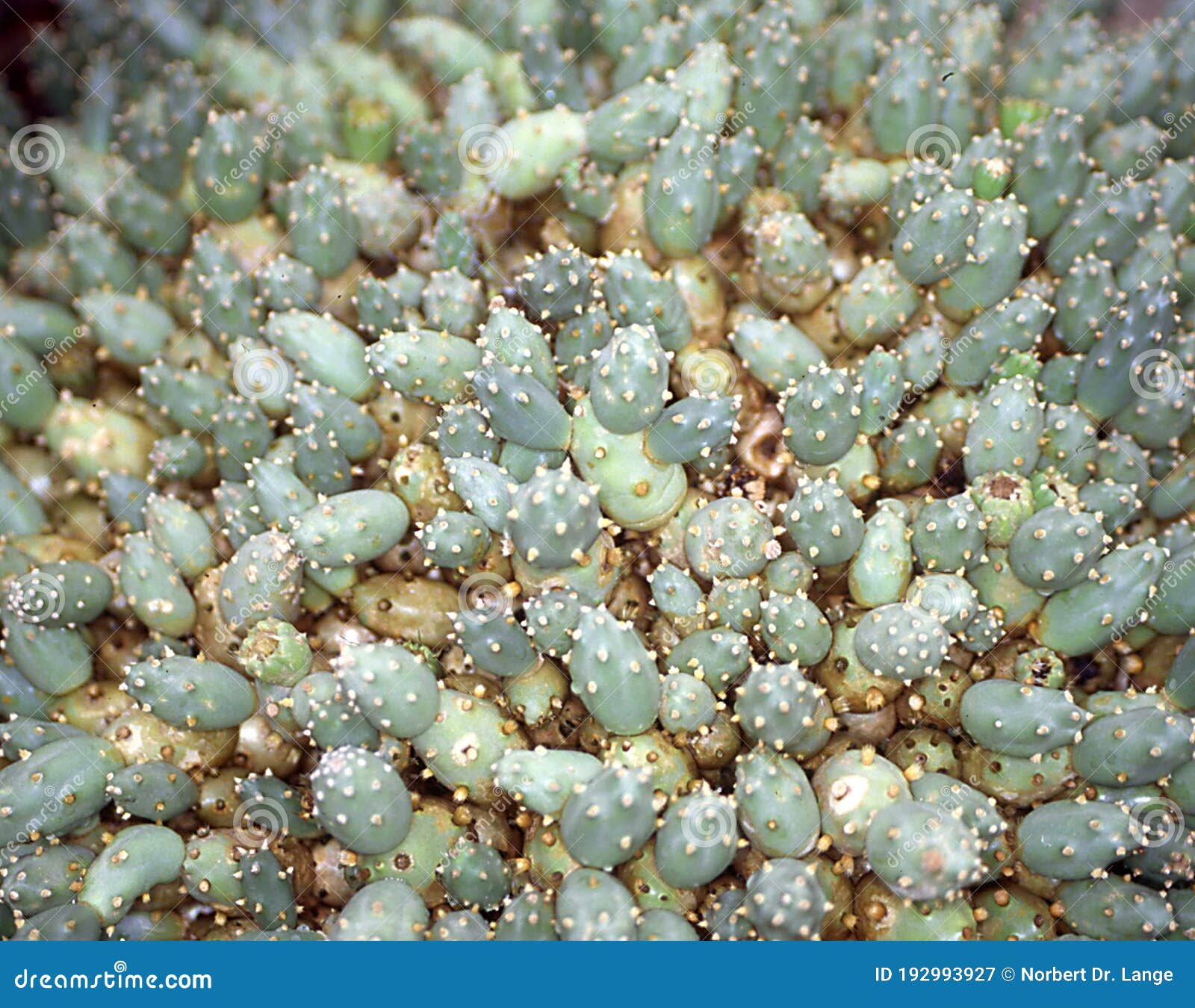 Ryggkotor fotografering för bildbyråer. Bild av öken - 192993927