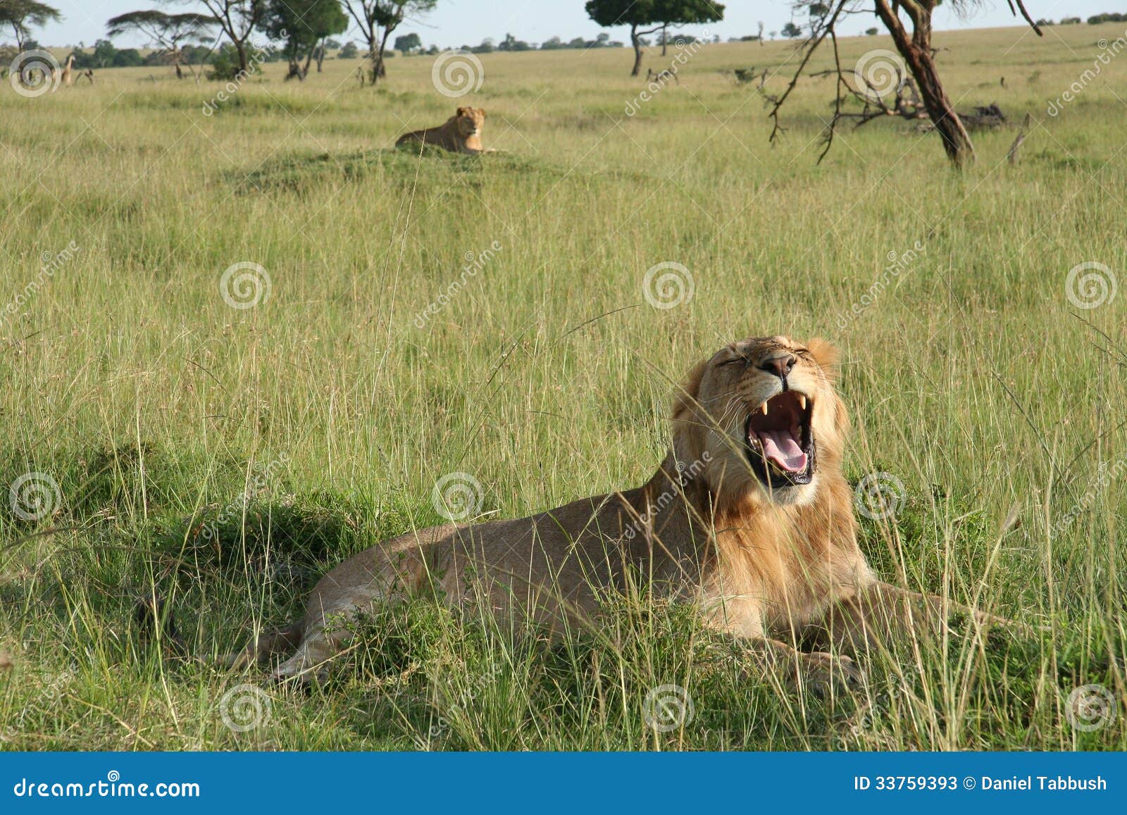 Rytande lejon fotografering för bildbyråer. Bild av afrika - 33759393