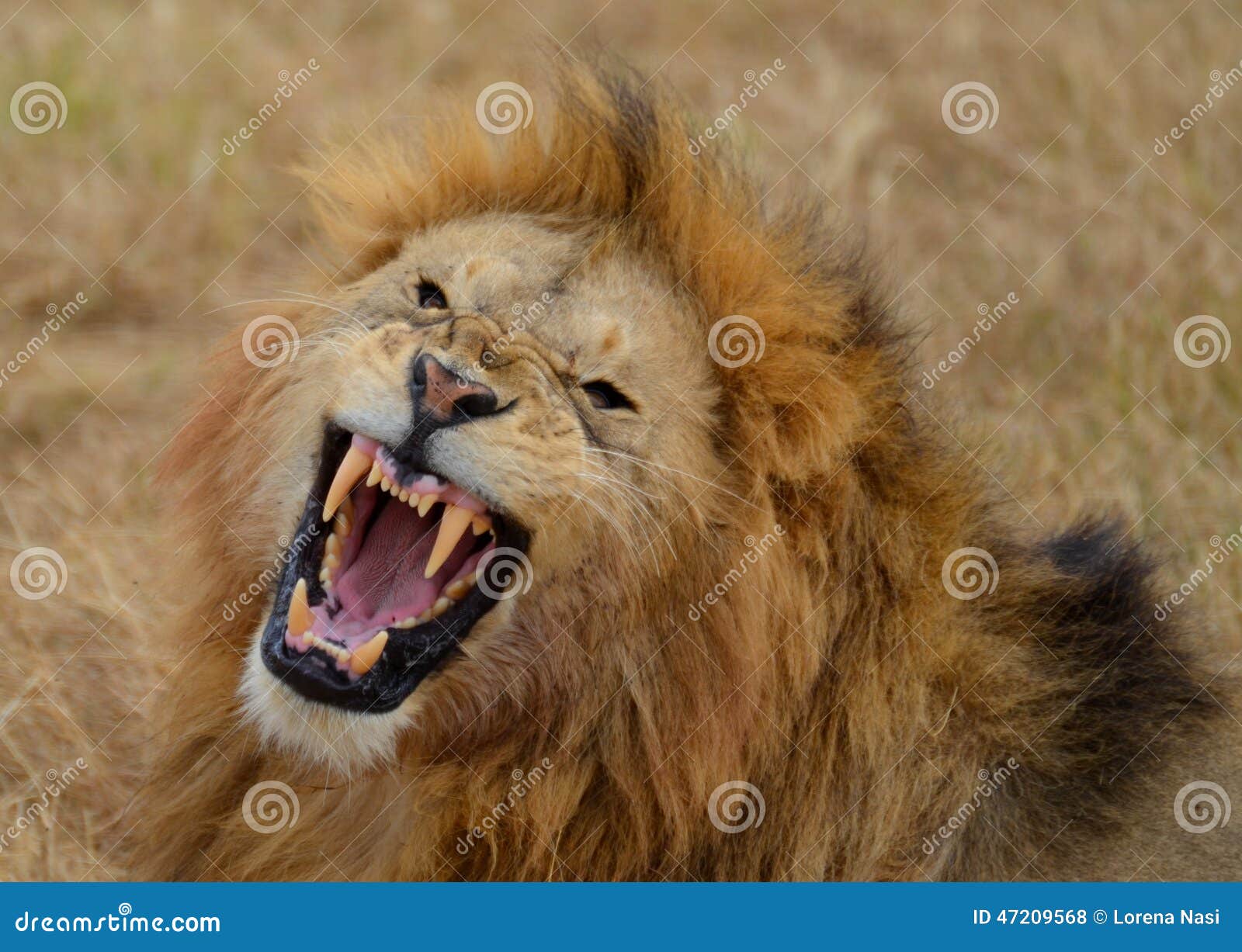 Rytande lejon 3 arkivfoto. Bild av natur, angus, katt - 47209568