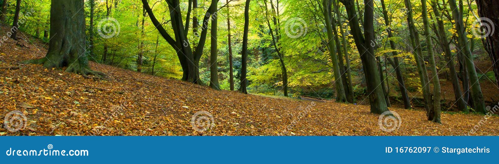 Ryton Willows stock image. Image of english, golden, england - 16762097