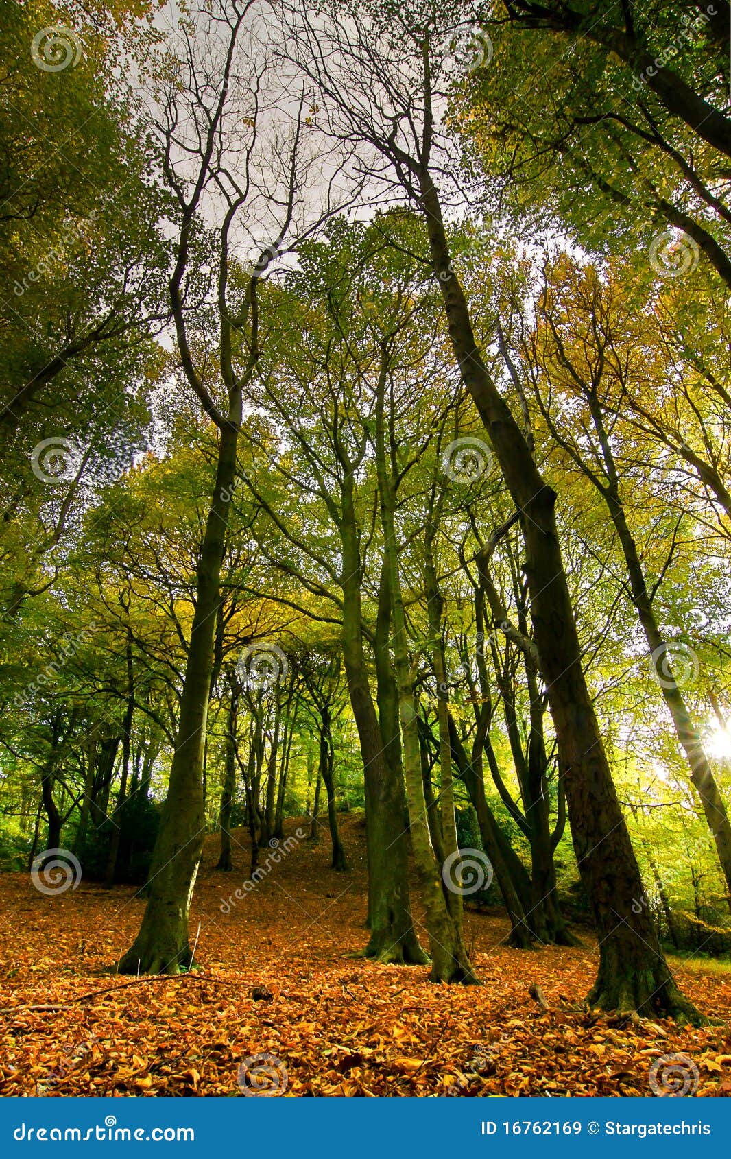 Ryton Willows stock image. Image of environment, east - 16762169