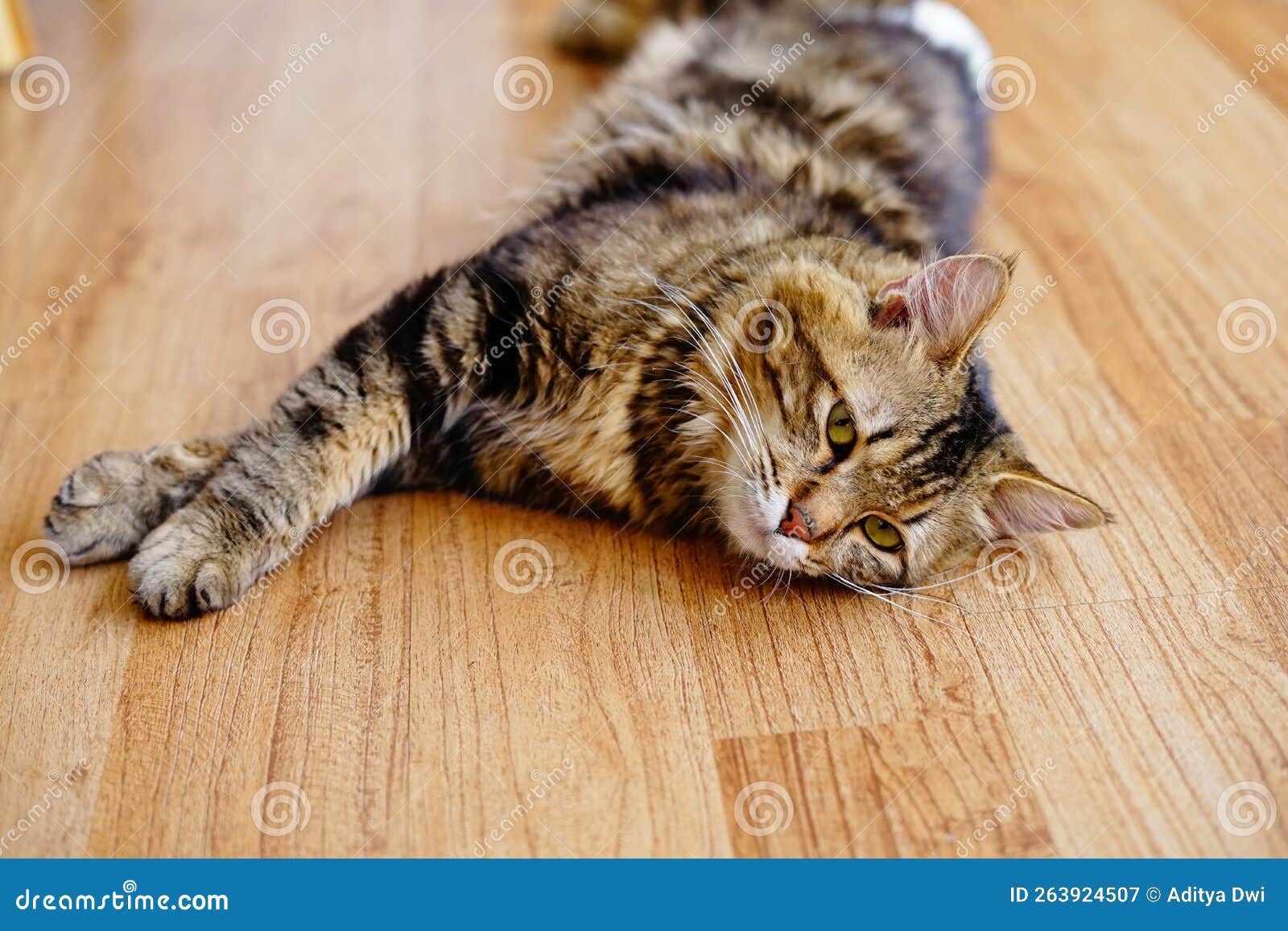 Siberian the Cat stock image. Image of sleep, nose, wildcat - 263924507