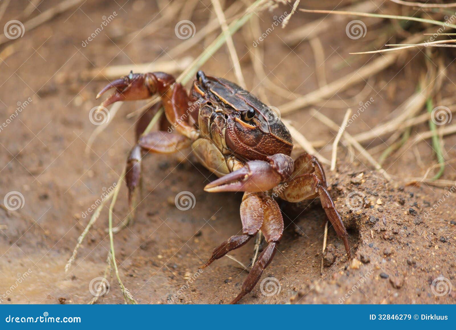 Rzeczny krab obraz stock. Obraz złożonej z rzeka, krab - 32846279