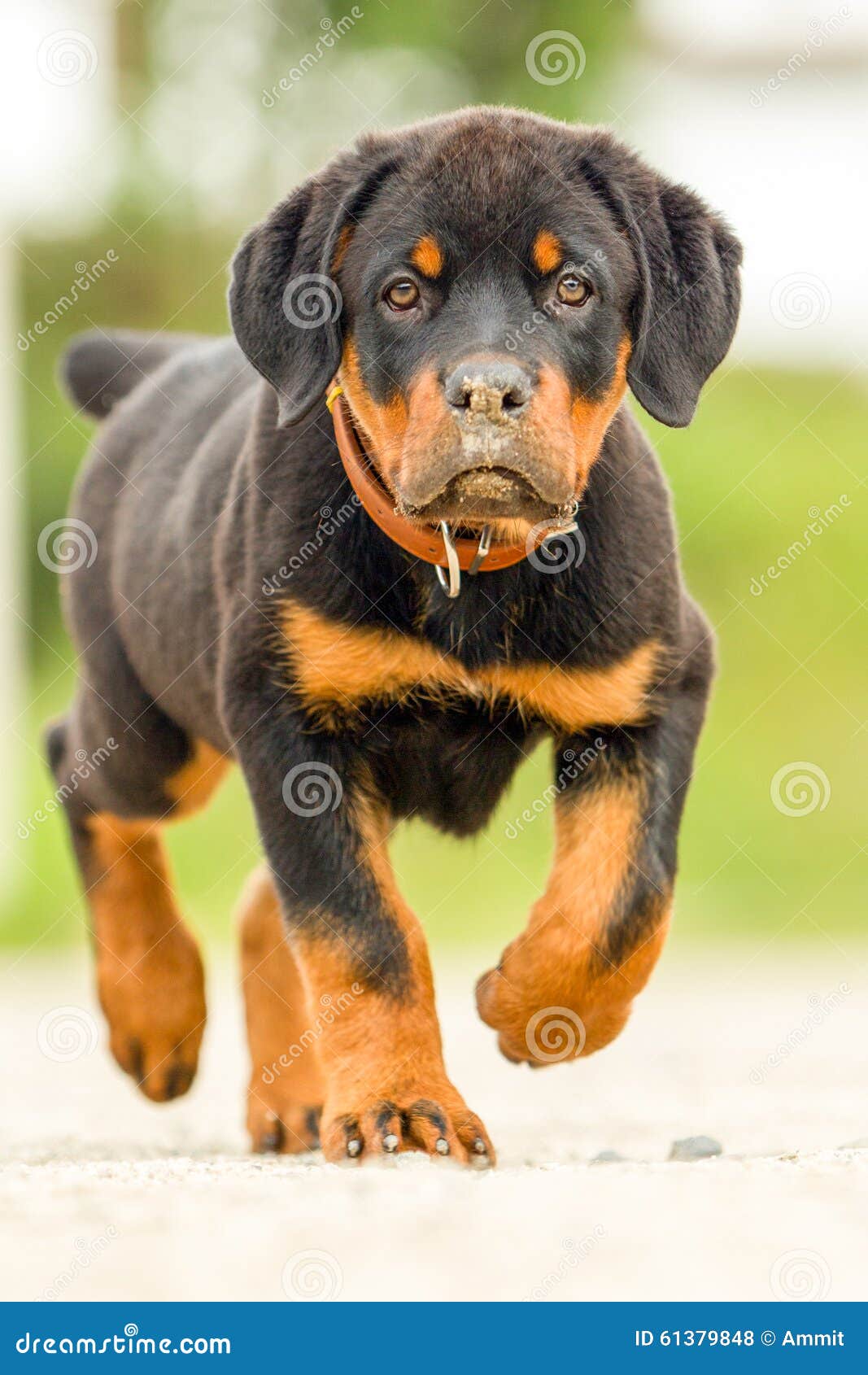 Säker Rottweiler valp arkivfoto. Bild av hund, lyhördhet - 61379848