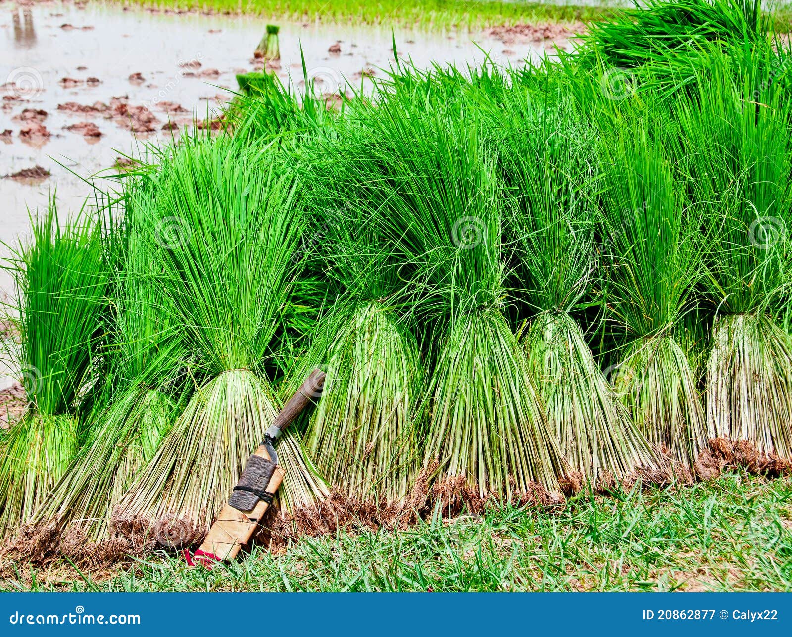 Sämling-Reis-Ernte stockbild. Bild von pflegen, wachstum - 20862877
