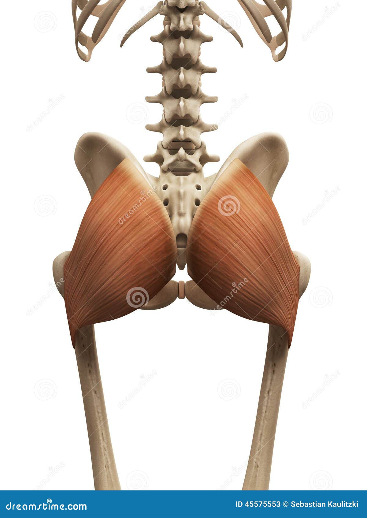 Sätesmuskeln stock illustrationer. Illustration av vetenskap - 45575553