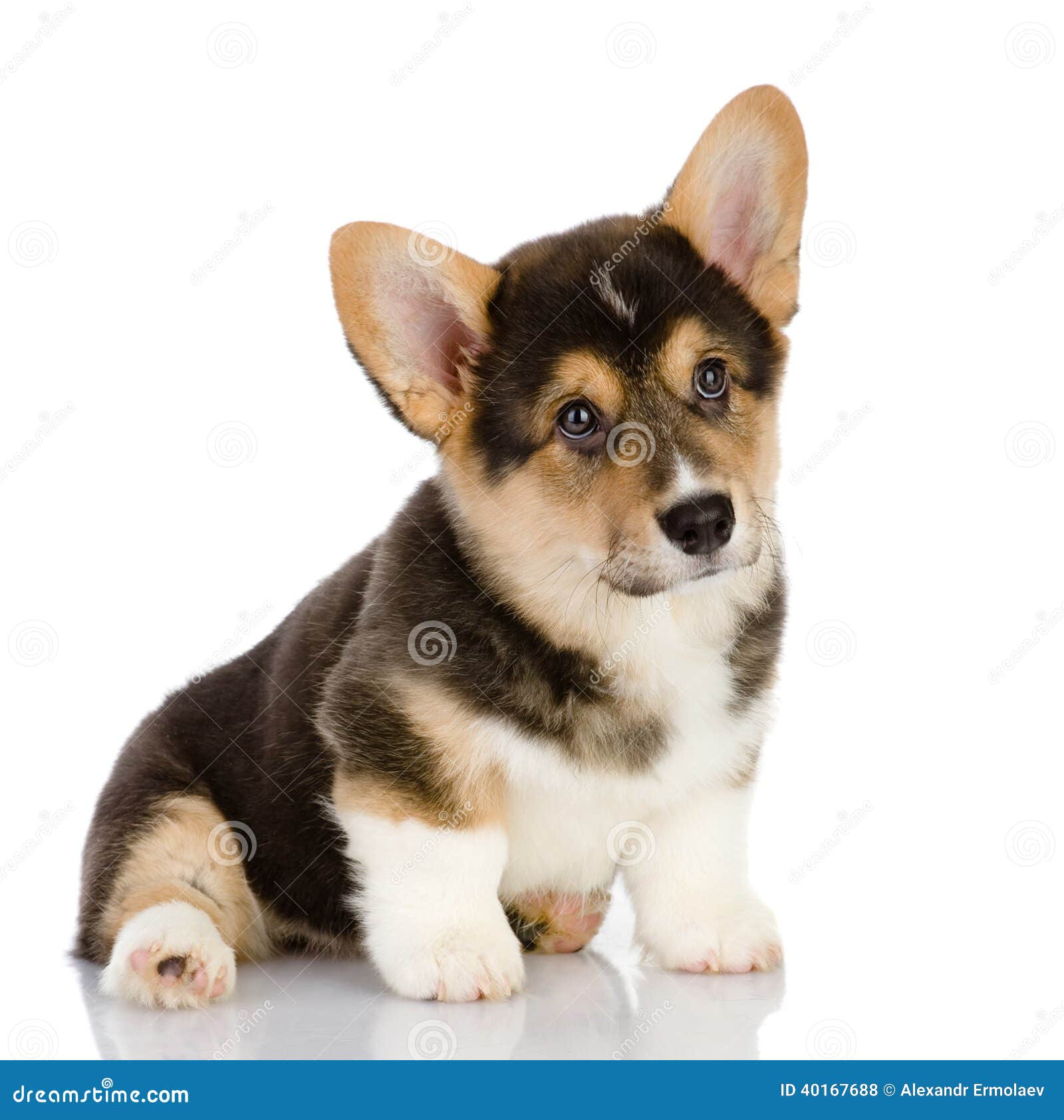 Séance De Chiot De Pembroke Welsh Corgi. Photo stock - Image du ...