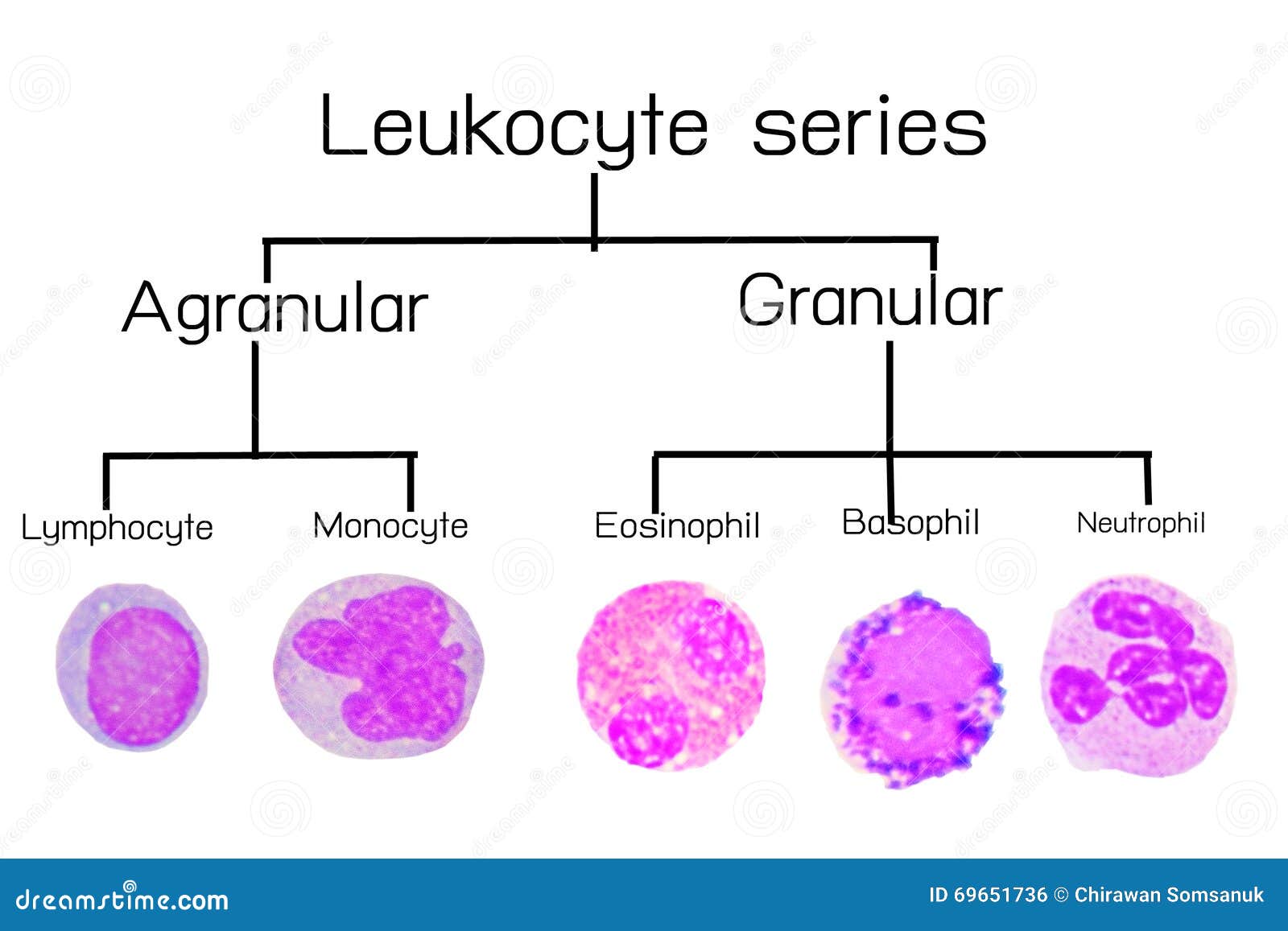 1,467 Photos de Leucocyte - Photos de stock gratuites et libres de ...