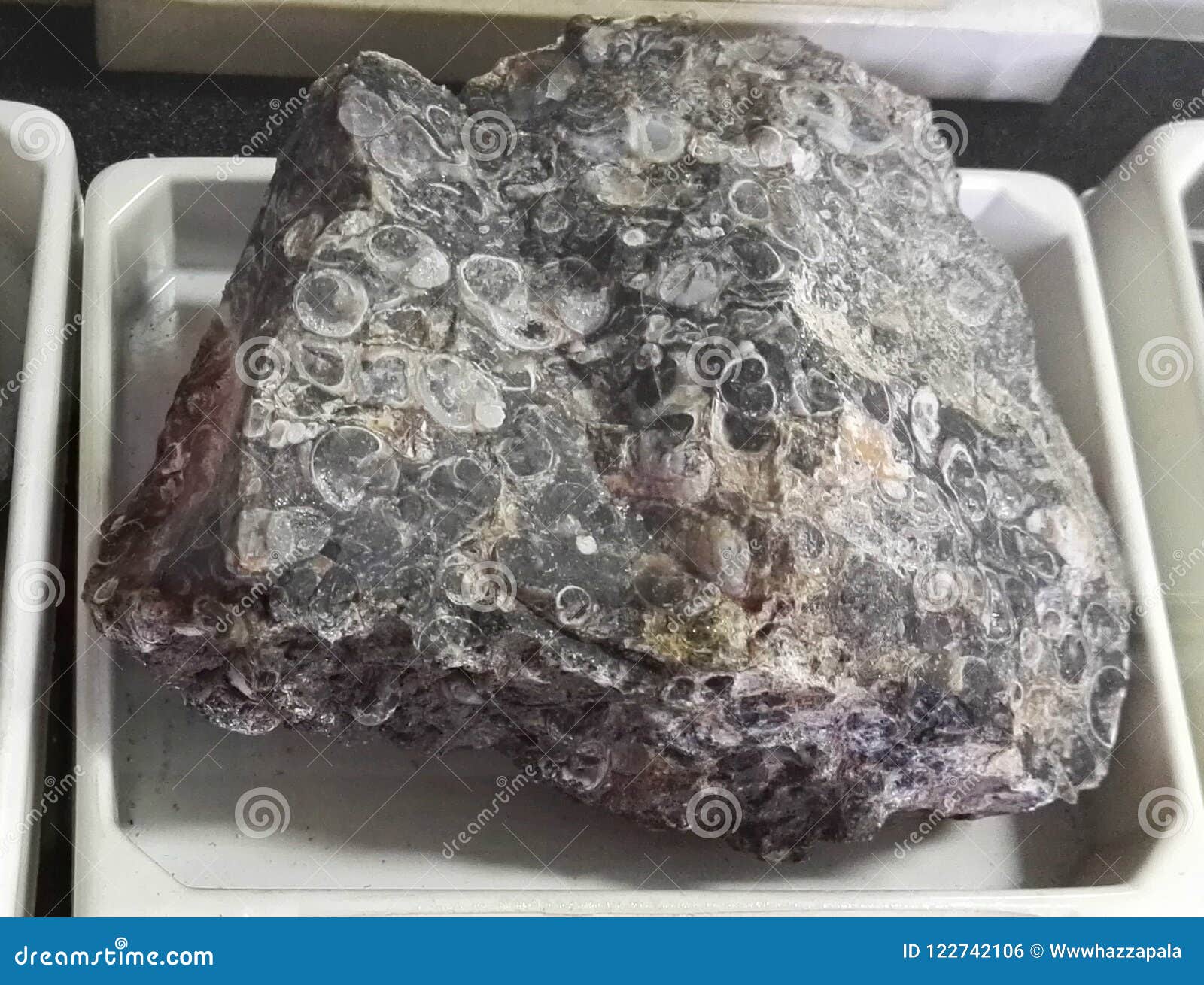 Sílex fosilífero foto de archivo. Imagen de cuarcita - 122742106