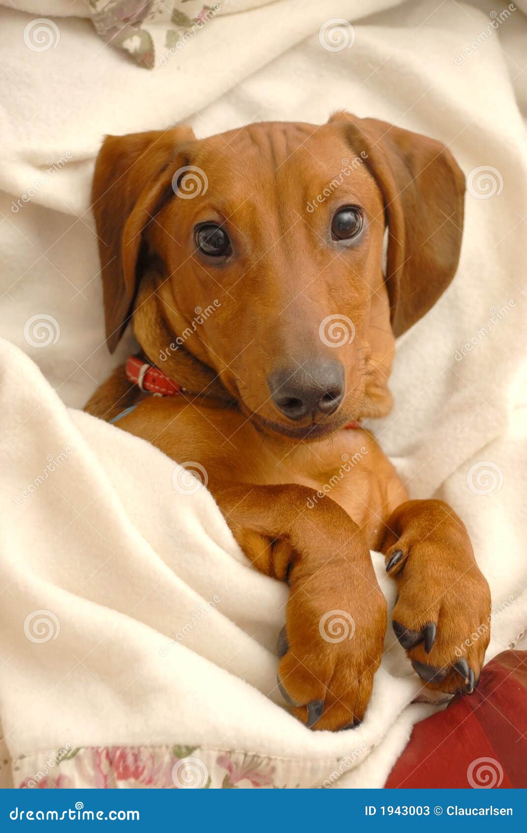 Słodki jamnik obraz stock. Obraz złożonej z kołnierz, dysza - 1943003