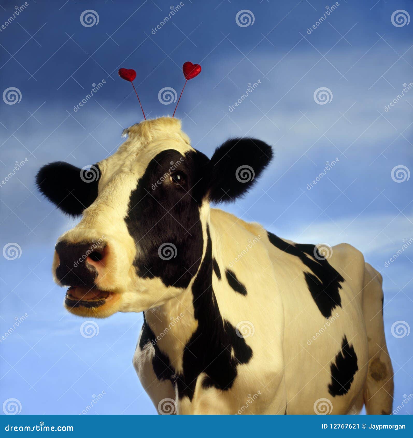 S-1585-Cow Con Los Corazones Imagen de archivo - Imagen de valentinas ...