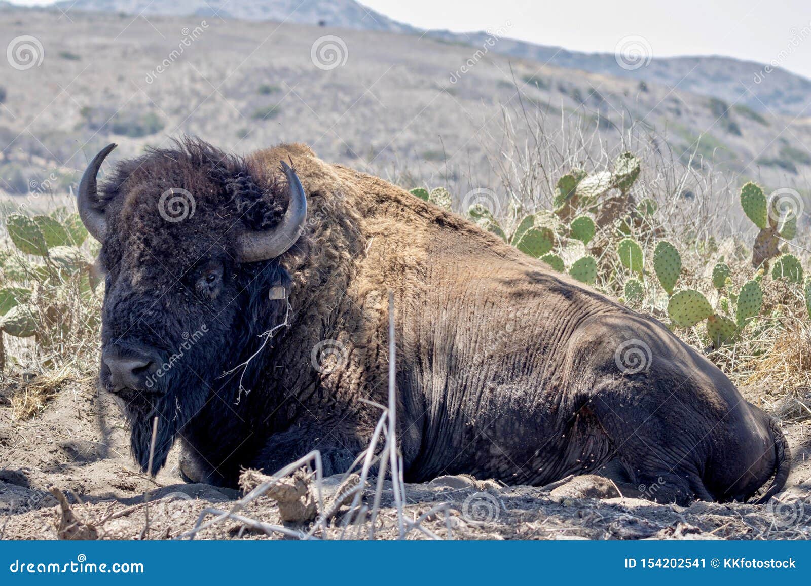 American Bison Lying Down Full Body View Stock Image - Image of angeles ...