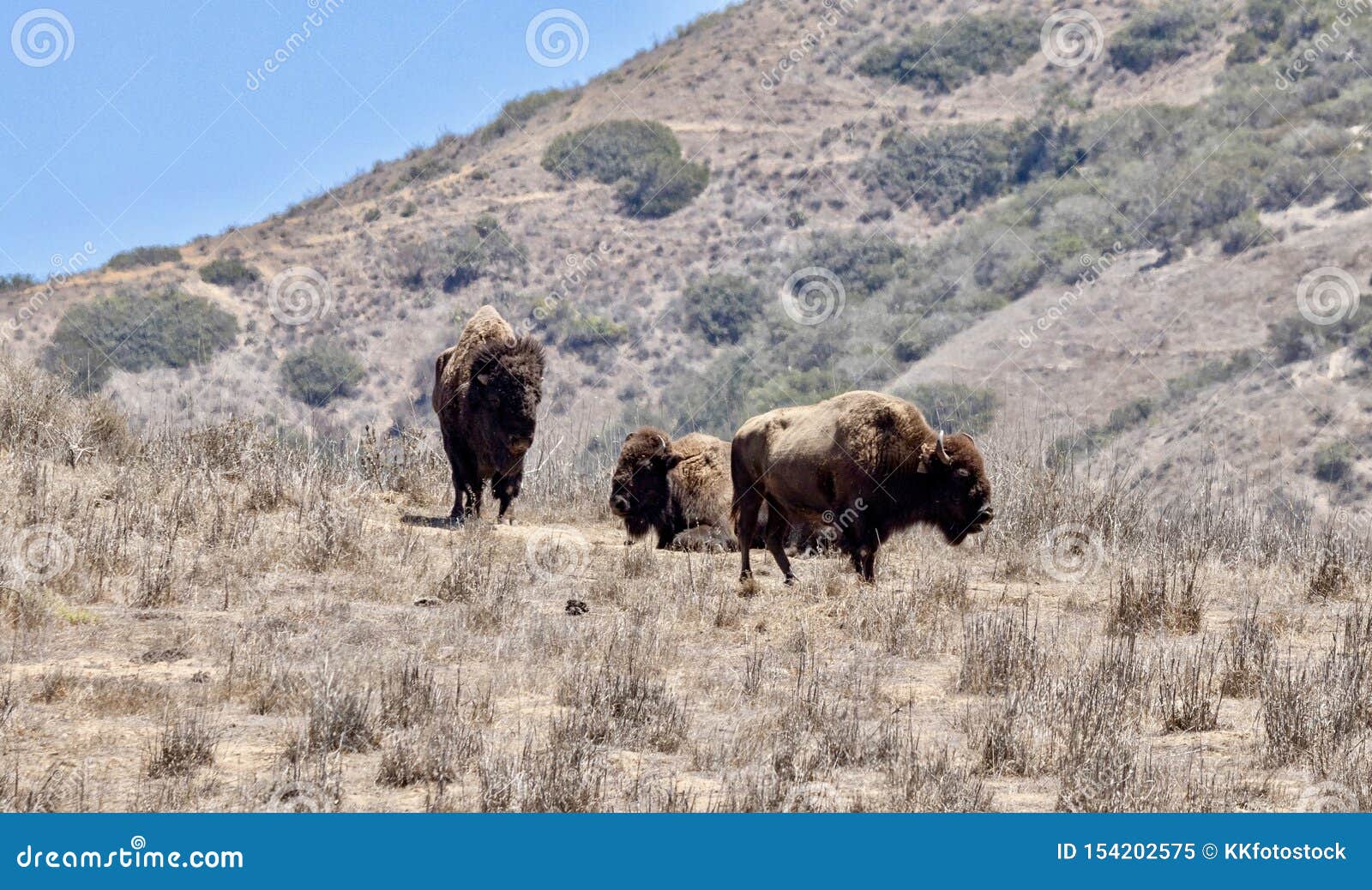 Three American Bison on Catalina Island Stock Image - Image of summer ...