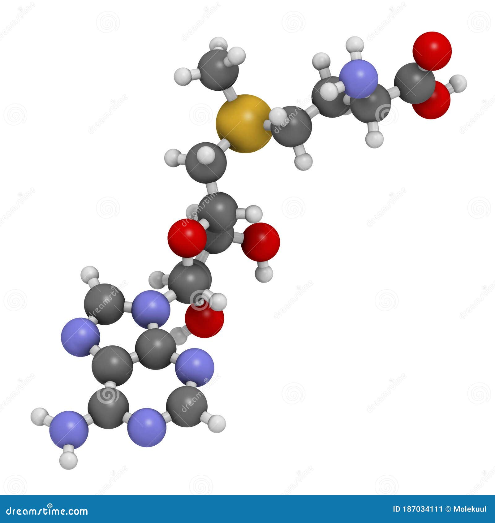 S-adenosyl Methionine (SAM) Molecule. Essential in Several Metabolic ...